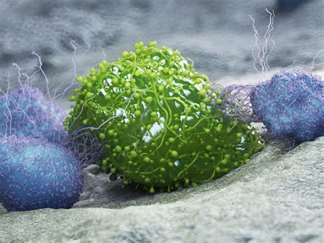 Texas Aandm To Further Develop Colon Cancer Immunotherapy Drug