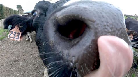 Weird World New Zealand Scraps Plan To Tax Livestock Burps Farts