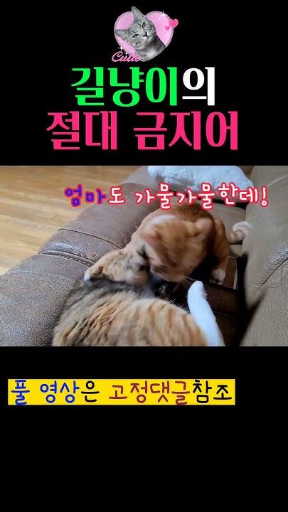 길냥이의 절대 금지어 Youtube