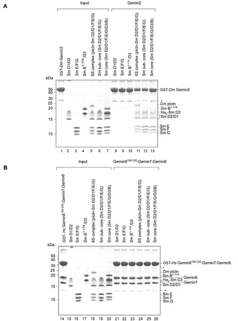 13 Gemin76 Sub Complex Does Not Engage With Sm Protein Download