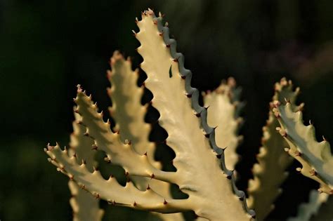 What Does Cactus Mean Sexually Green Packs