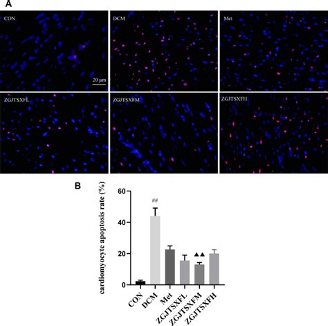 Apoptosis Of Mouse Myocardial Tissues Was Evaluated By Tunel Staining