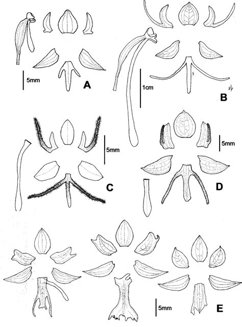 Flower Parts Of Habenaria Species From The Itacolomi State Park A Download Scientific Diagram