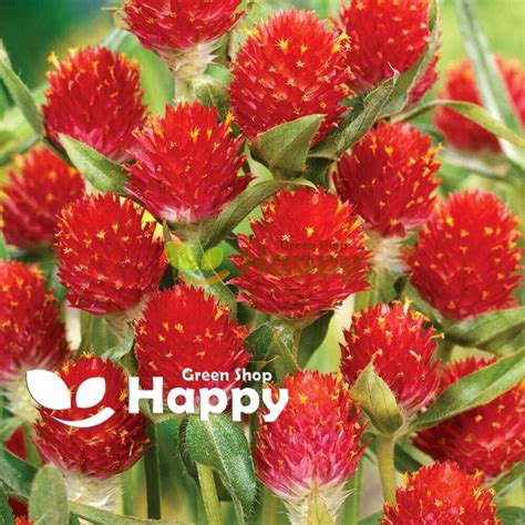 Globe Amaranth Strawberry Fields Red Seeds Happy Green Shop