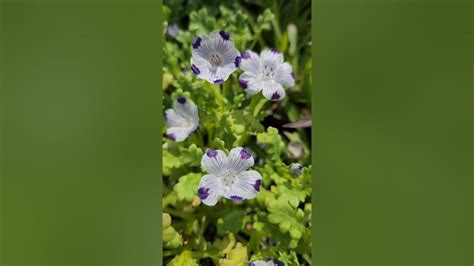 깜찍한 네모필라 오점네모필라 봄여름꽃 한해살이 김용빈 사랑은어떻게생겼을까 Youtube