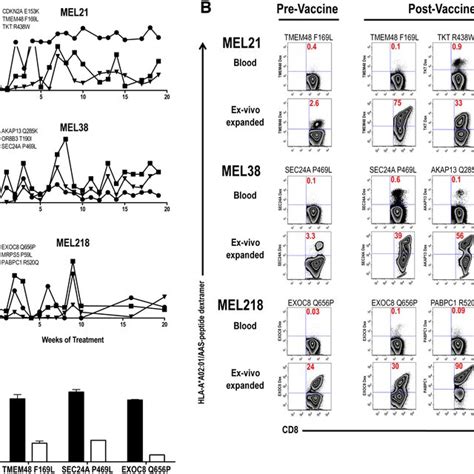 Fig S7 Neoantigen Processing And Presentation A Tandem Mini Gene Download Scientific