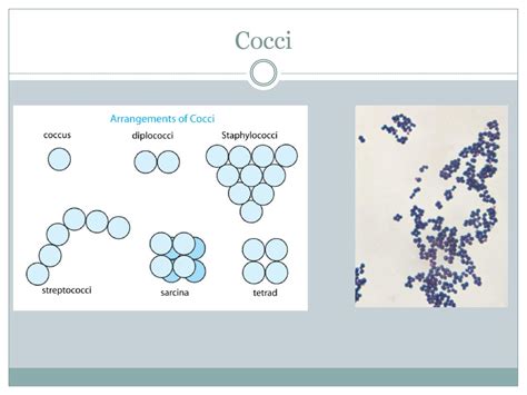 3 Domains Ppt Download