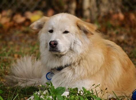 Samoyed Mix Golden Retriever