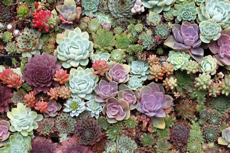 Succulent Garden Desktop Wallpapers Top Free Succulent Garden Desktop