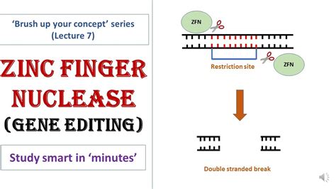 Zinc Finger Nuclease ZFN Gene Editing Tool Target Specific