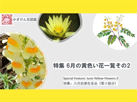 花日記 特集六月の黄色い花2 かぎけん花図鑑 花日記2024年6月7日 金 株式会社科学技術研究所
