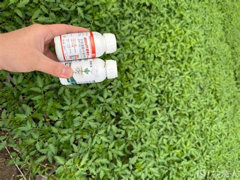 奥库多与含氨基酸肥料强强联合，为西红柿苗的生长带来了全方位的提升 行业聚焦 191农资人 农技社区服务平台 触屏版