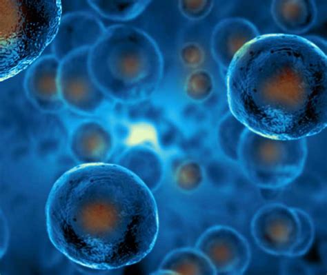 Bone Marrow Aspirasyon Ve Kültürü Bmac Kemik İliği Kaynaklı Hücresel