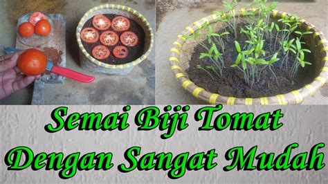 Cara Menanam Tomat Dari Biji Nya Agar Cepat Besar Dan Berbuah Lebat YouTube