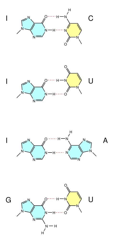 Elleard Felix Webster Heffern On Linkedin Wobble Base Pair Wikipedia