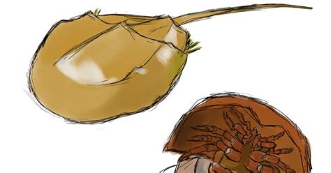 落書き カブトガニ 星緋灯（ほしあかり）のイラスト Pixiv