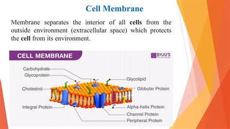 Cell Membrane Pptx