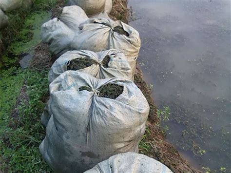 产品展示 泗阳清清水生植物种植有限公司