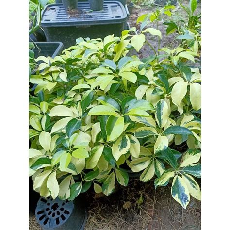 ต้นหนวดปลาหมึกเต่าทอง ไม้ประดับไม้ฟอกอากาศราคาถูก สวยงามดูแลง่าย Shopee Thailand