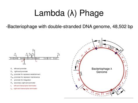 Ppt Antibiotics Powerpoint Presentation Free Download Id 3930907