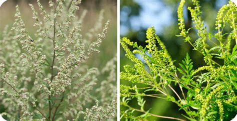What Does Ragweed Look Like Pictures And Identification Tips