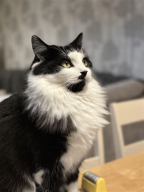 Tuxedo Cat Or Lion R Tuxedocats