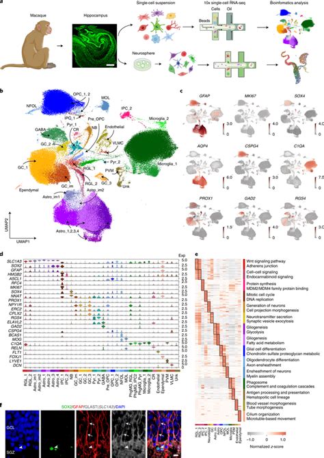Dissecting The Adult Macaque Hippocampal Cells And Molecular