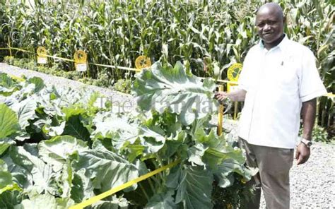Ksc To Increase Acreage Under Maize Seed Production The Standard