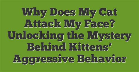 Why Does My Cat Attack My Face Unlocking The Mystery Behind Kittens