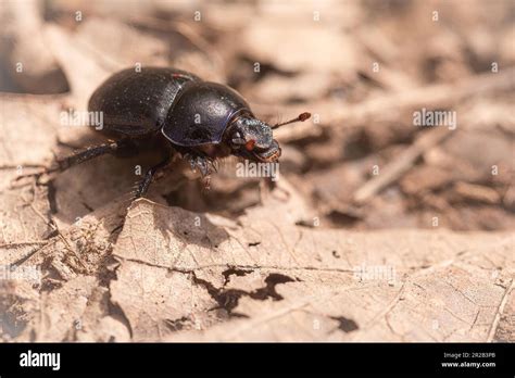 In The Leaf Litter Under The Trees Of The Heddon Valley Runs A Dor