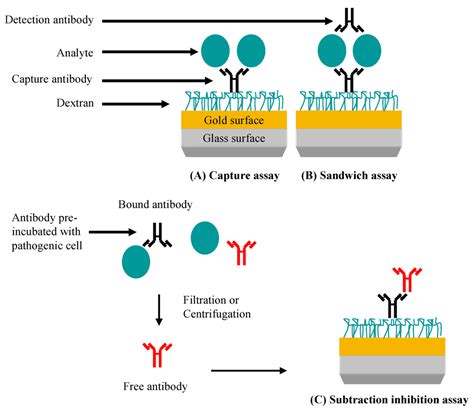Sensors Free Full Text Antibody Based Sensors Principles Problems