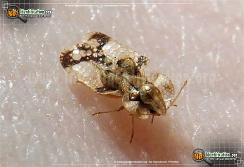 Lace Bug