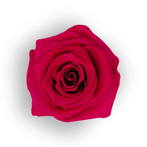 Raspberry Ecuaplanet Roses