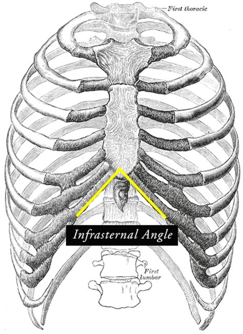 My New Obsession The Infrasternal Angle