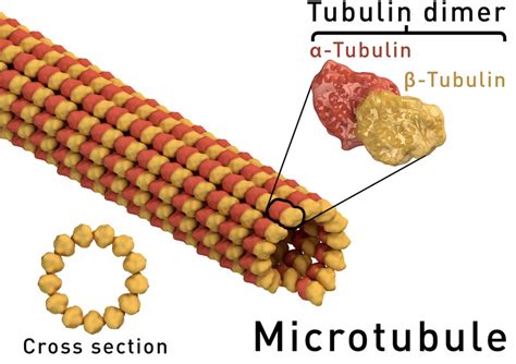 What Is The Difference Between Alpha And Beta Tubulin Pediaa Com