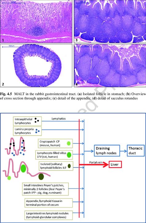6 The Mucosal Immune Defense In The Gut Is Organized Into Different
