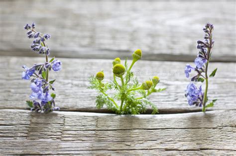 芳香疗法高清图片 复古木板上的草药芳香疗法背景 复古木板上的草药芳香疗法背景图片免费下载 5126614823 千图网pro