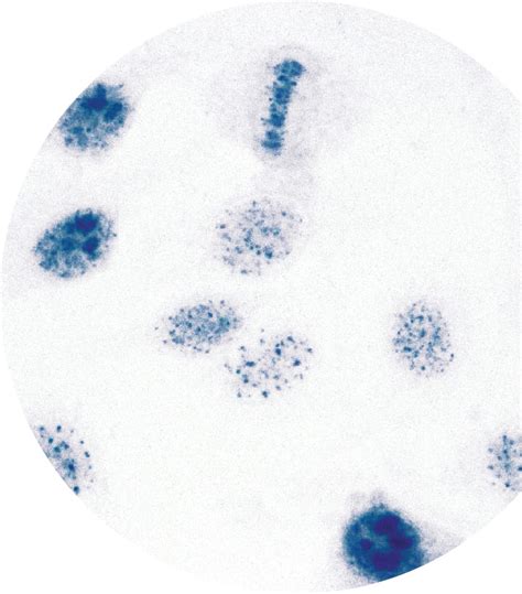 Colorzyme Hep 2000 Ana Immuno Concepts