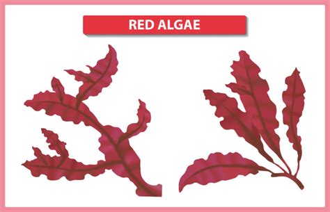 4 Anti Aging Benefits Of Red Algae In Skincare Tiffany Andersen