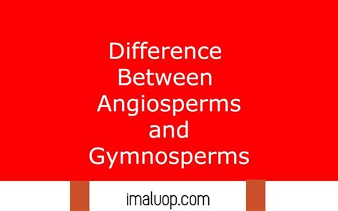 Differences Between Angiosperms And Gymnosperms Imaluop