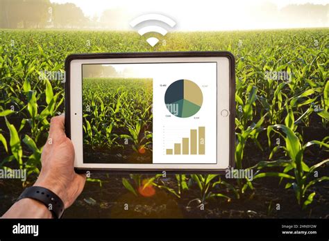 Smart Agriculture IoT Agriculture 4 0 Concept Man Monitoring Data Of A Plantation IoT