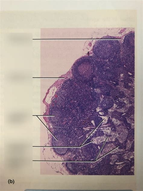 Lymph Node Histology Diagram Quizlet