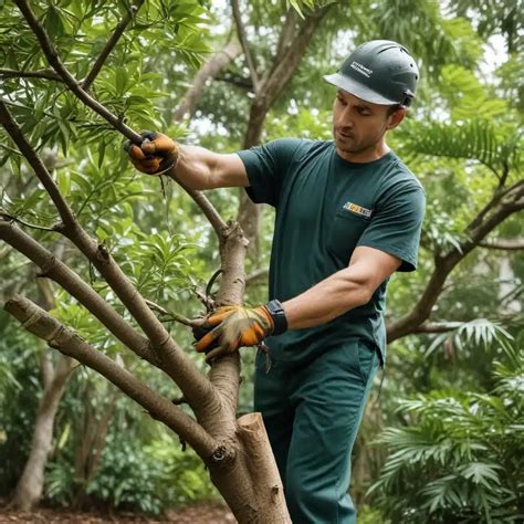 Pruning Techniques For Maintaining Healthy Tropical Trees South Florida Tree Services