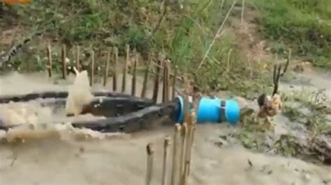 Giant Python Trap जिंदा मुर्गे को चारा बनाकर अजगर को फंसाने वाला यह