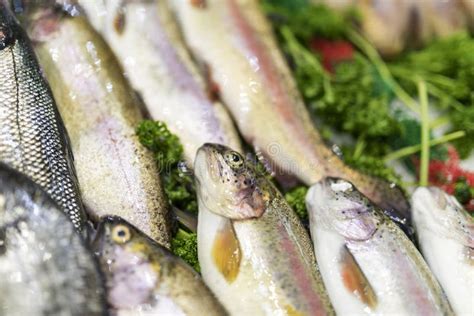 A Close Up Of Freshly Caught Rainbow Trout On Ice On A Market St Stock