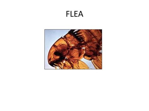 Final Powerpoint Parasites Ppt