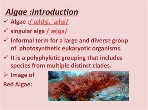 Algae Photosynthetic Eukaryotes Pptx Biological Sciences Science