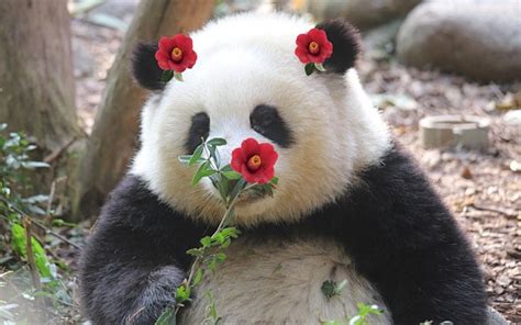 熊猫花花