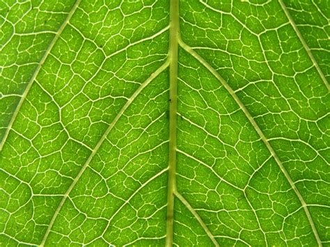 Leaf Texture