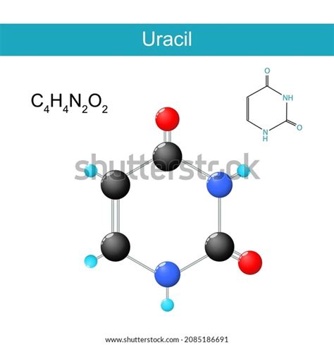 Uracil Molecular Chemical Structural Formula Model Stock Vector Royalty Free 2085186691